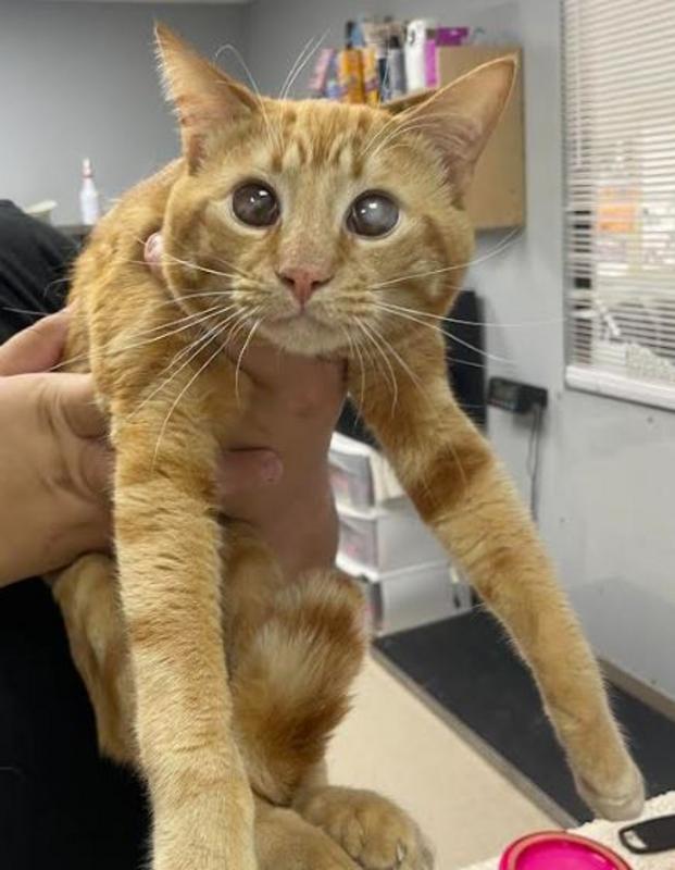 Lee County Animal Services Adoption Search Results