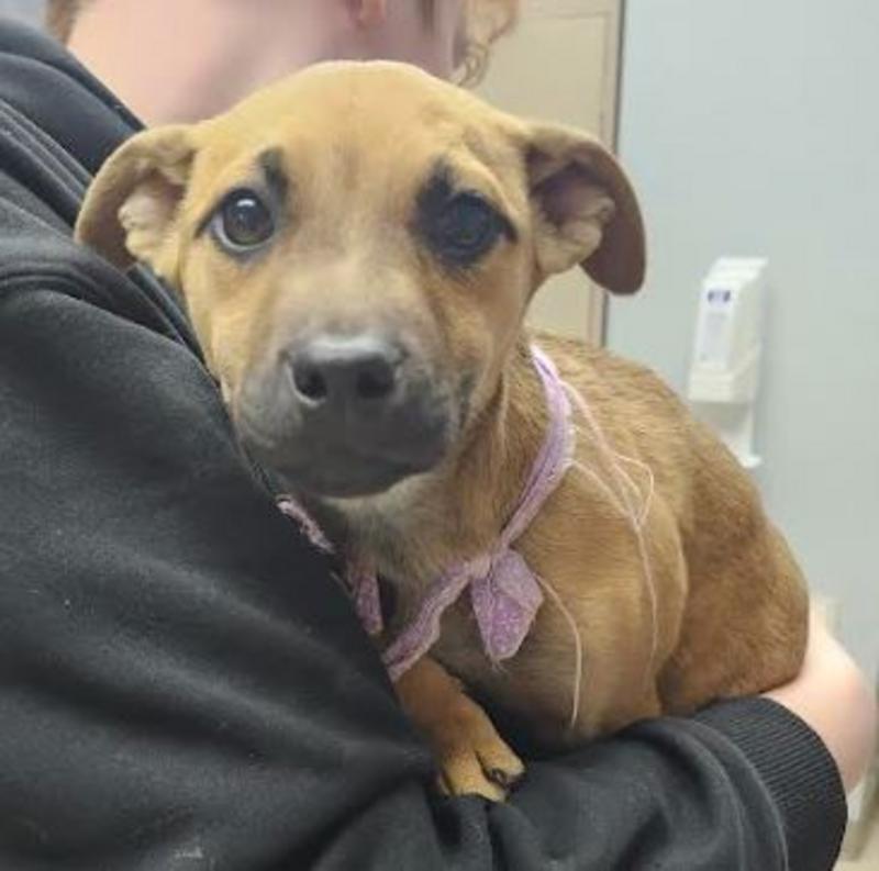 Lee County Animal Services Adoption Search Results