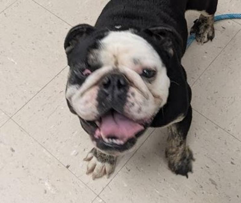 Lee County Animal Services Adoption Search Results