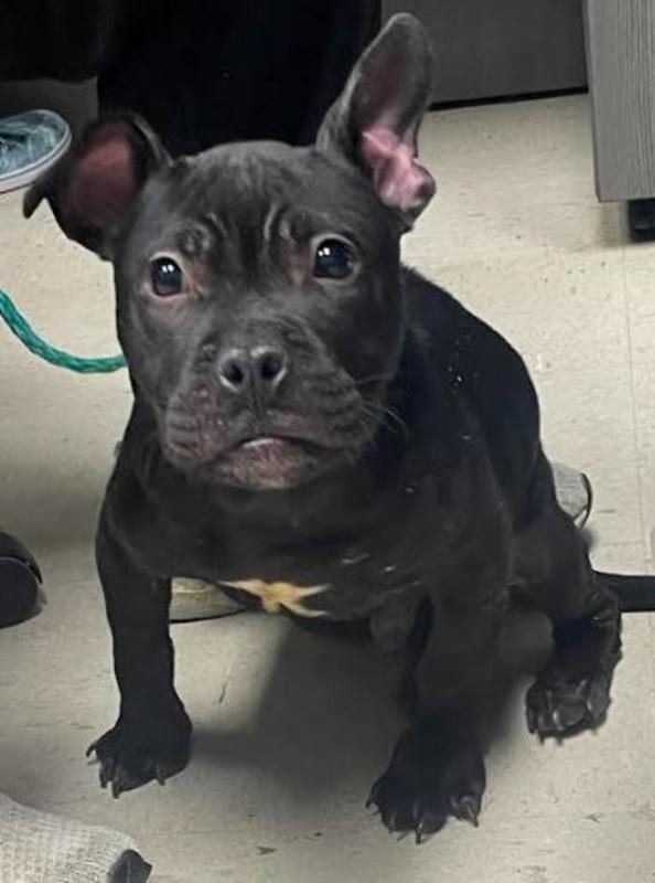 Lee County Animal Services Stray or Lost Animal Search Results