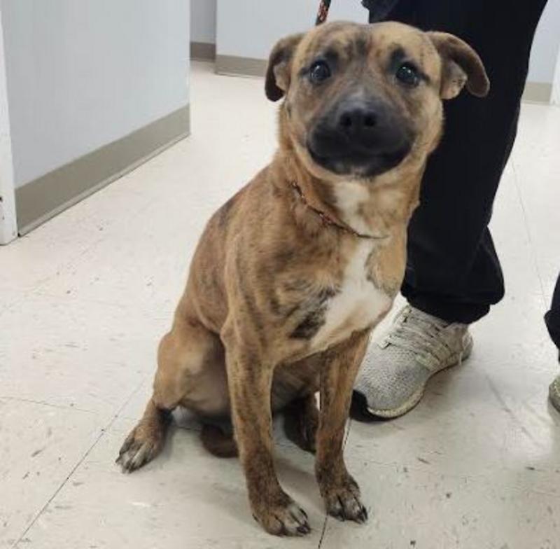 Lee County Animal Services Stray or Lost Animal Search Results